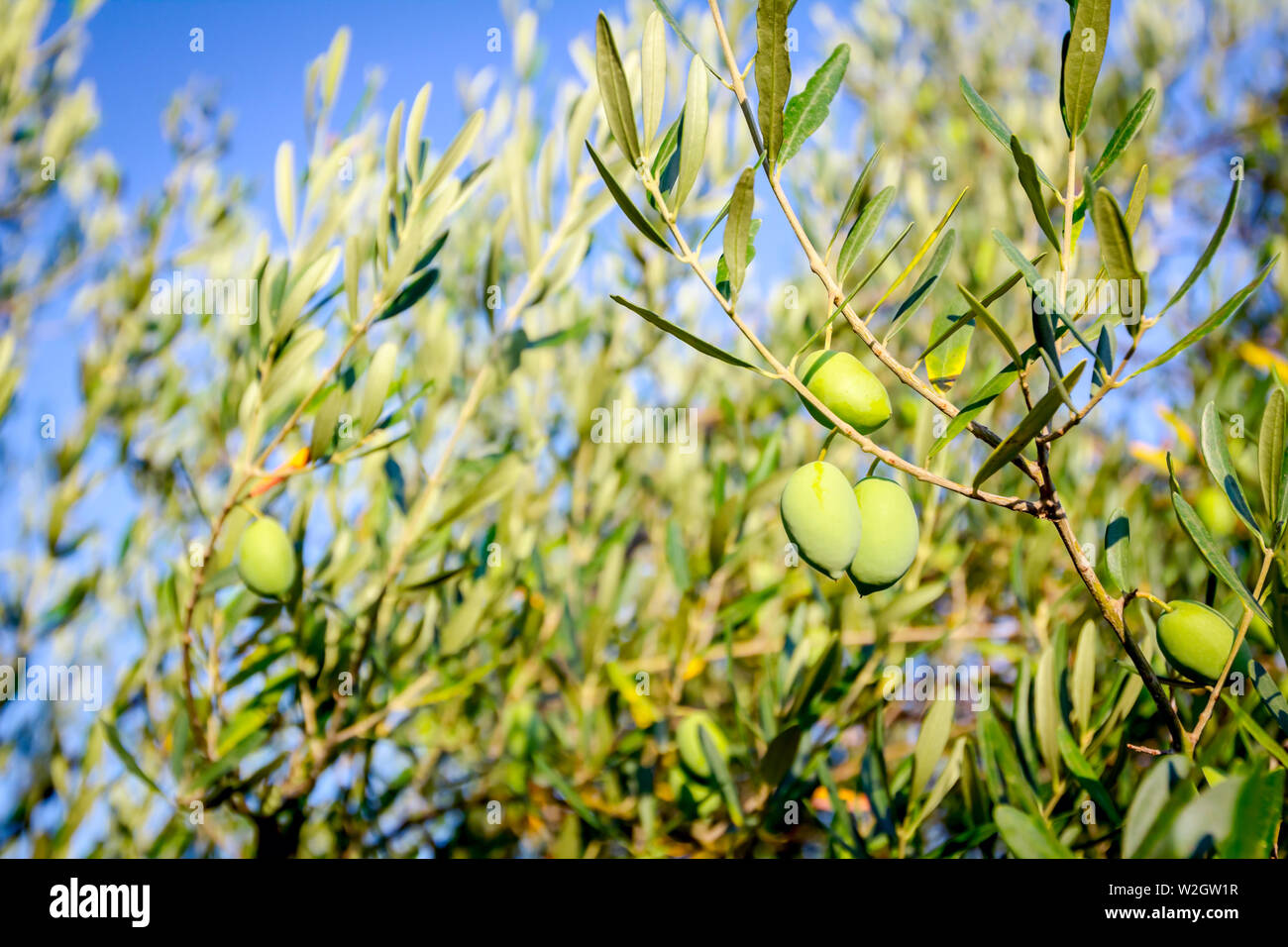 View on the canopy of green olive tree at plantation Stock Photo - Alamy