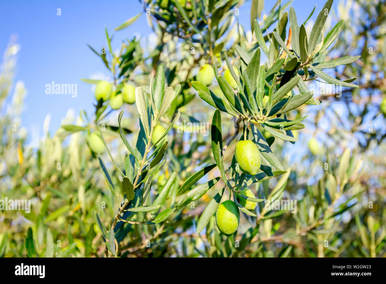 View on the canopy of green olive tree at plantation Stock Photo - Alamy