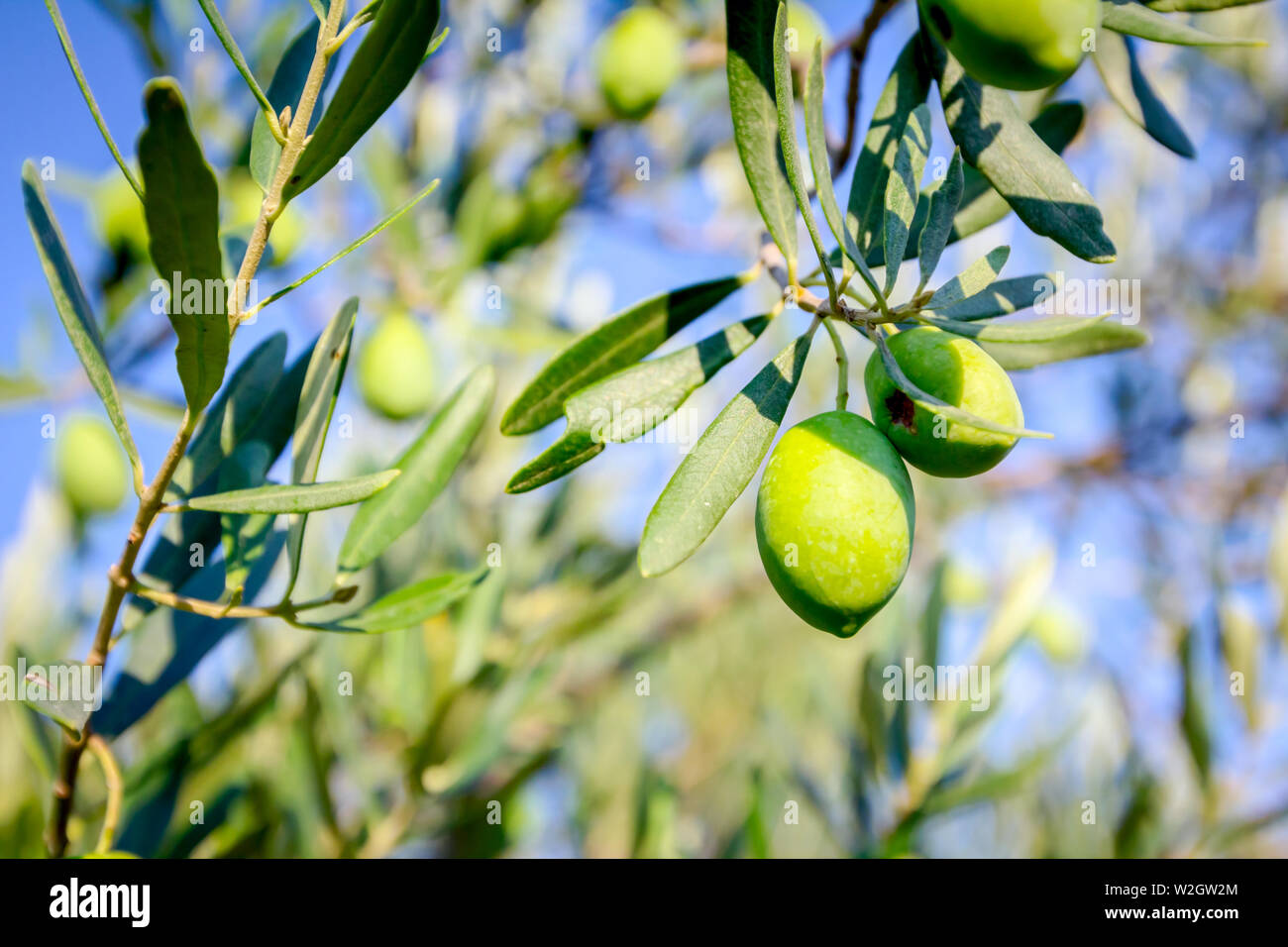 View on the canopy of green olive tree at plantation Stock Photo - Alamy