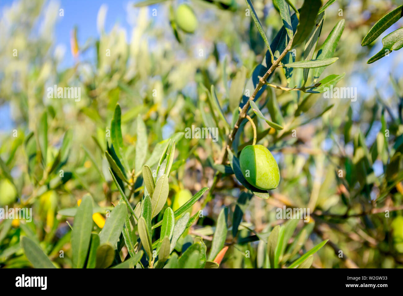 View on the canopy of green olive tree at plantation Stock Photo - Alamy