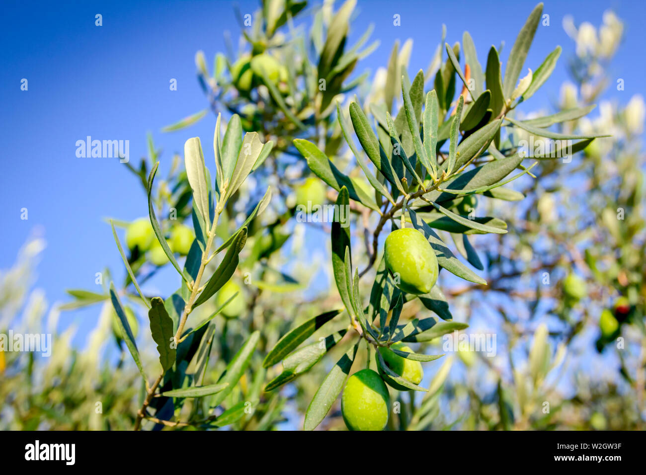 View on the canopy of green olive tree at plantation Stock Photo - Alamy