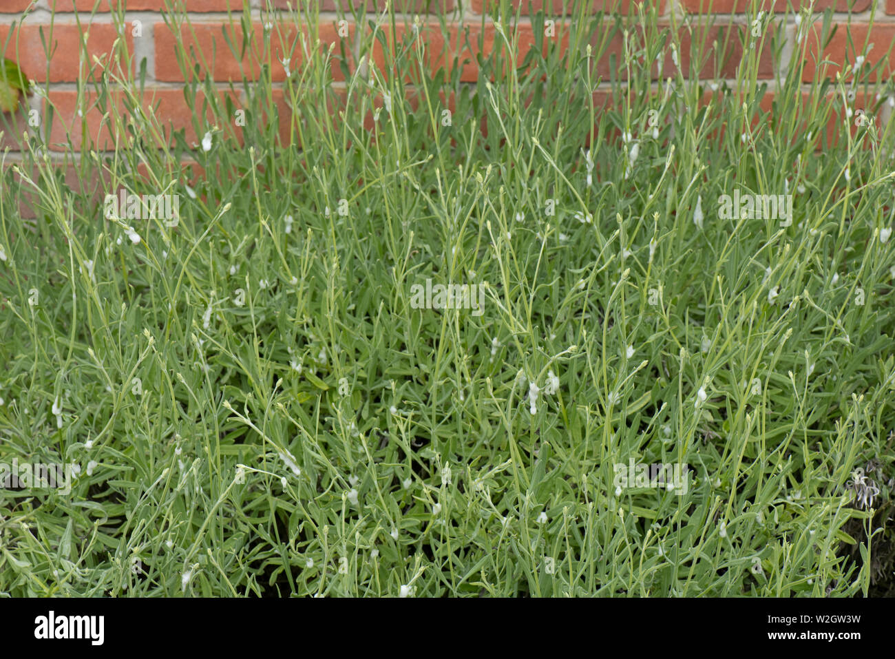 Cuckoo spit, frothy bubbles, exuded by common froghopper, Philaenus ...