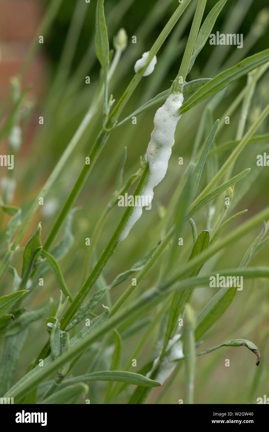 Lavender froghopper hi-res stock photography and images - Alamy