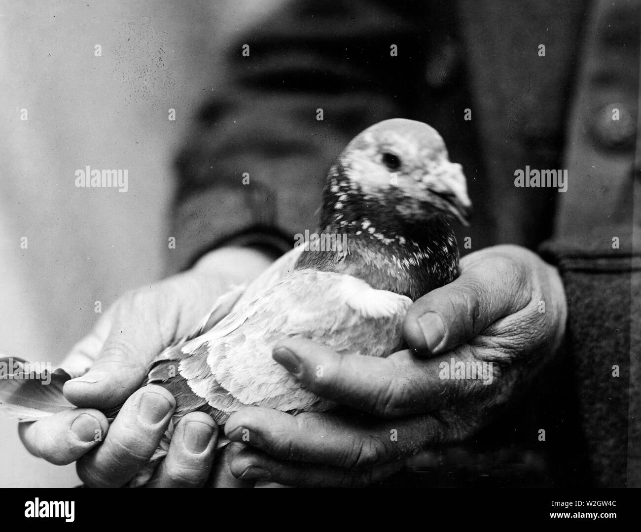 HERO PIGEONS AND OTHERS FROM OVER-SEAS. Spike, a hero bird 4/22/1919 ...