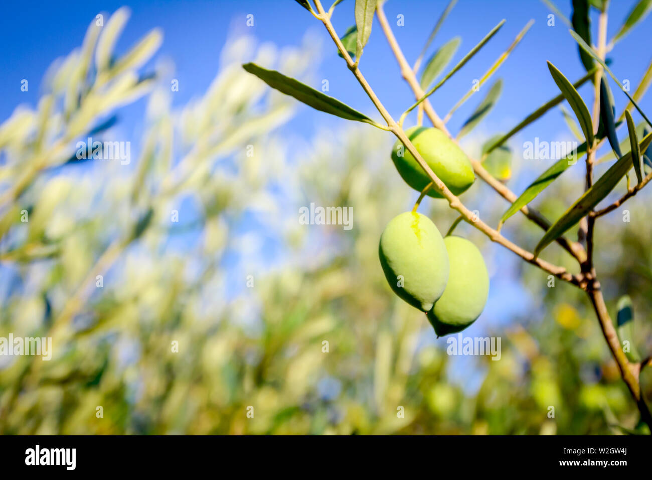 View on the canopy of green olive tree at plantation Stock Photo - Alamy