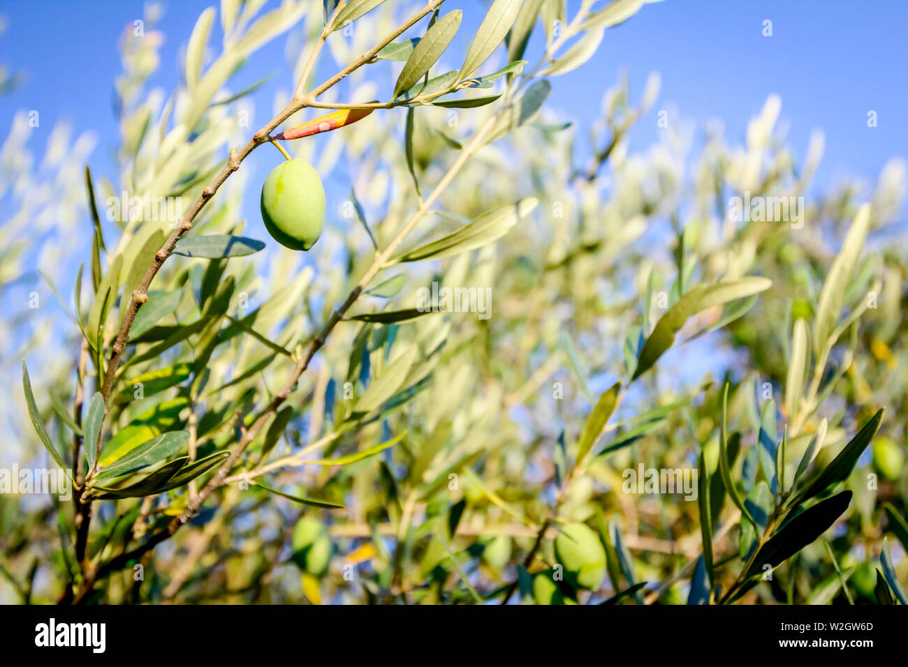 View on the canopy of green olive tree at plantation Stock Photo - Alamy