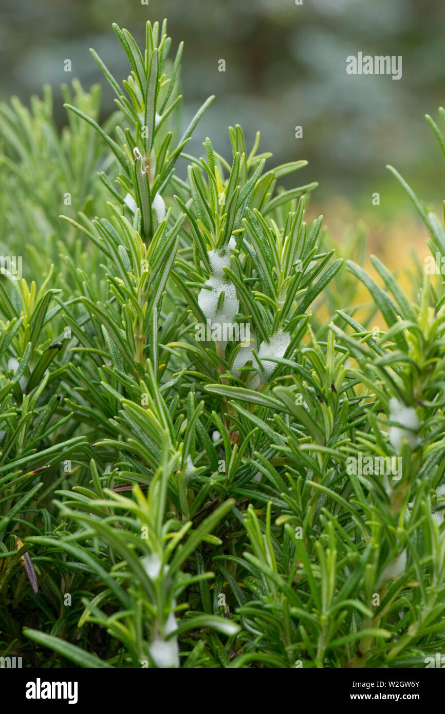 Cuckoo spit, frothy bubbles, exuded by common froghopper, Philaenus ...