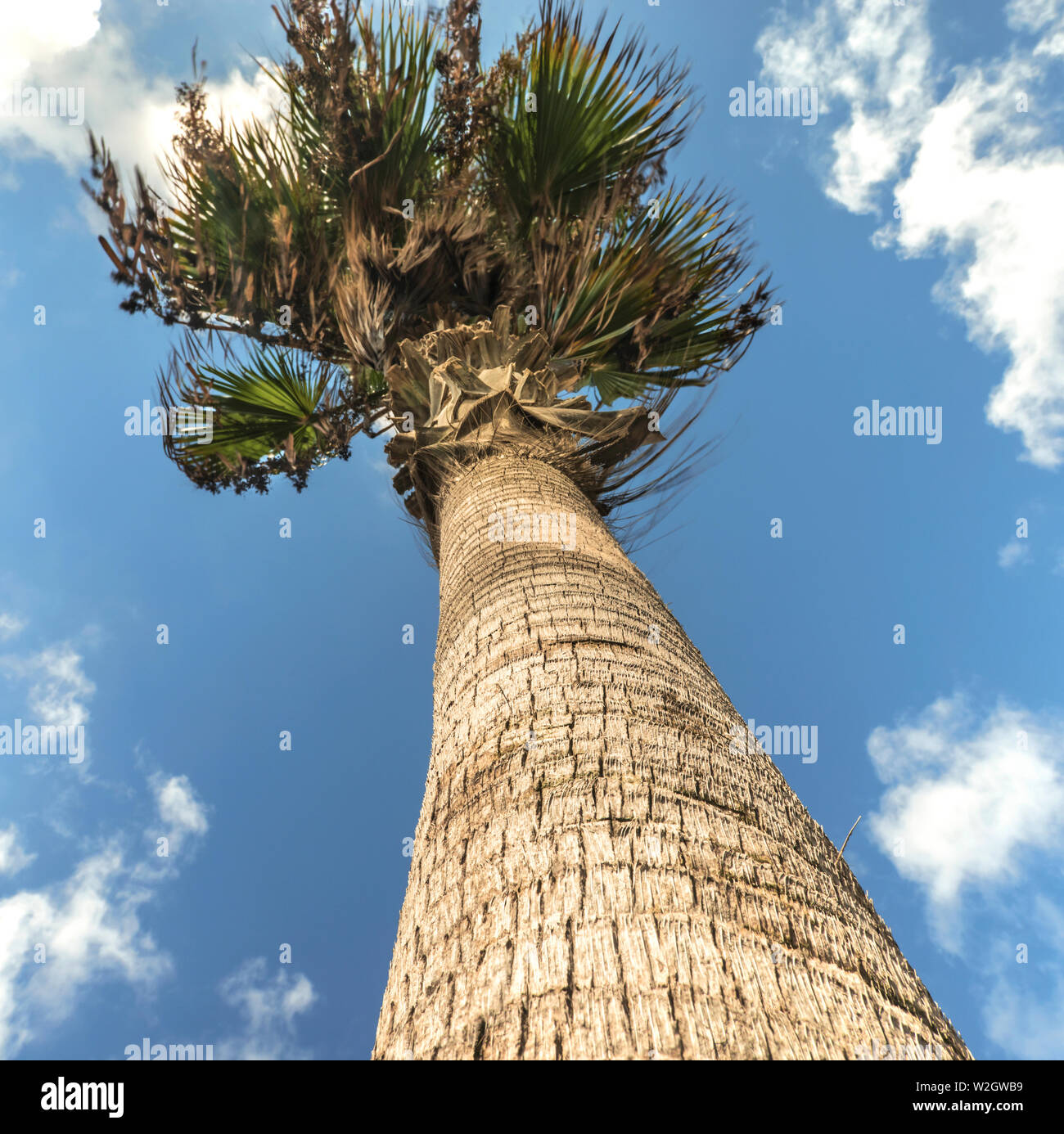 Palm tree is in cyprus hi-res stock photography and images - Alamy