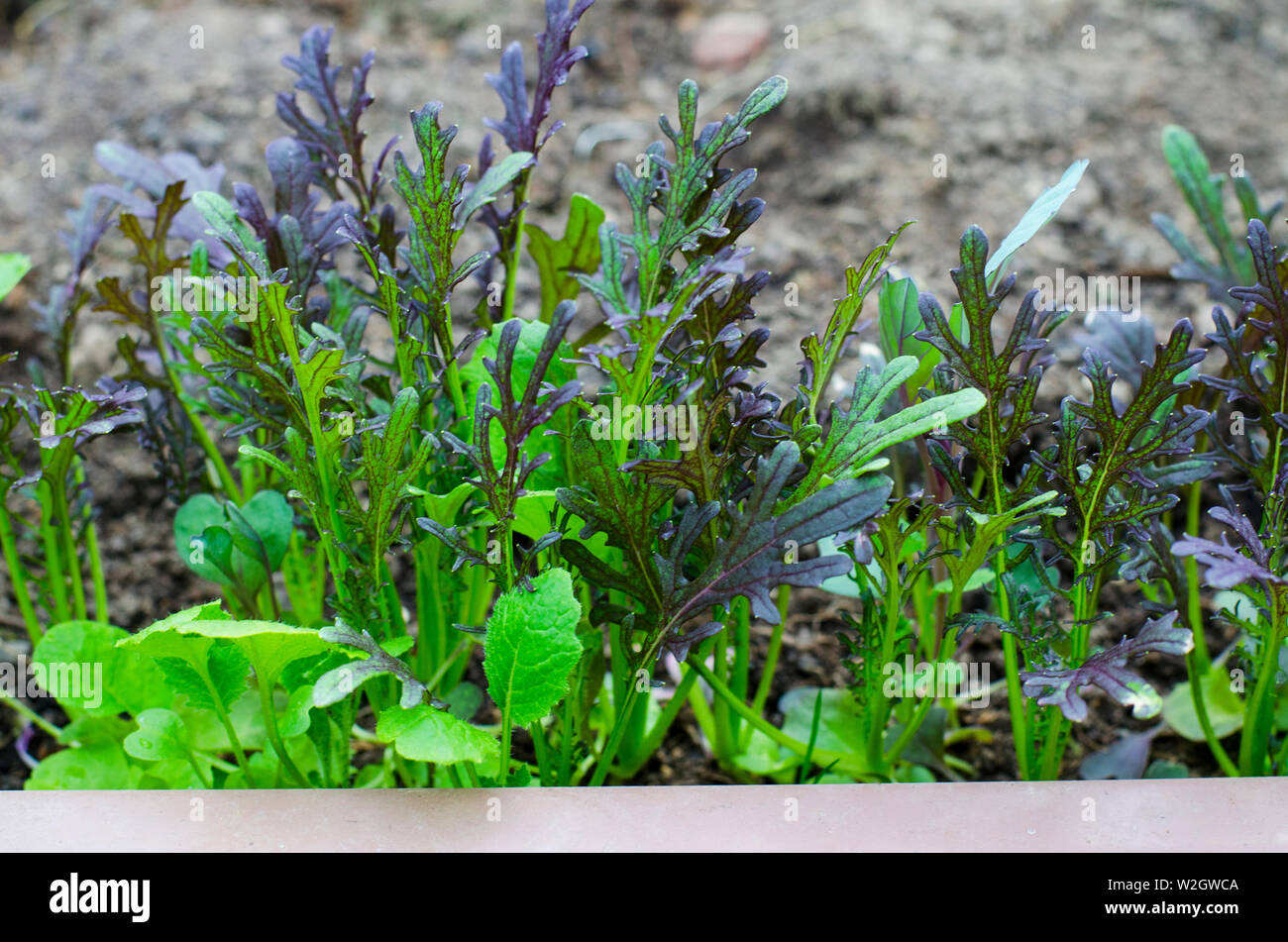 Young shoots of lettuce in garden Stock Photo - Alamy