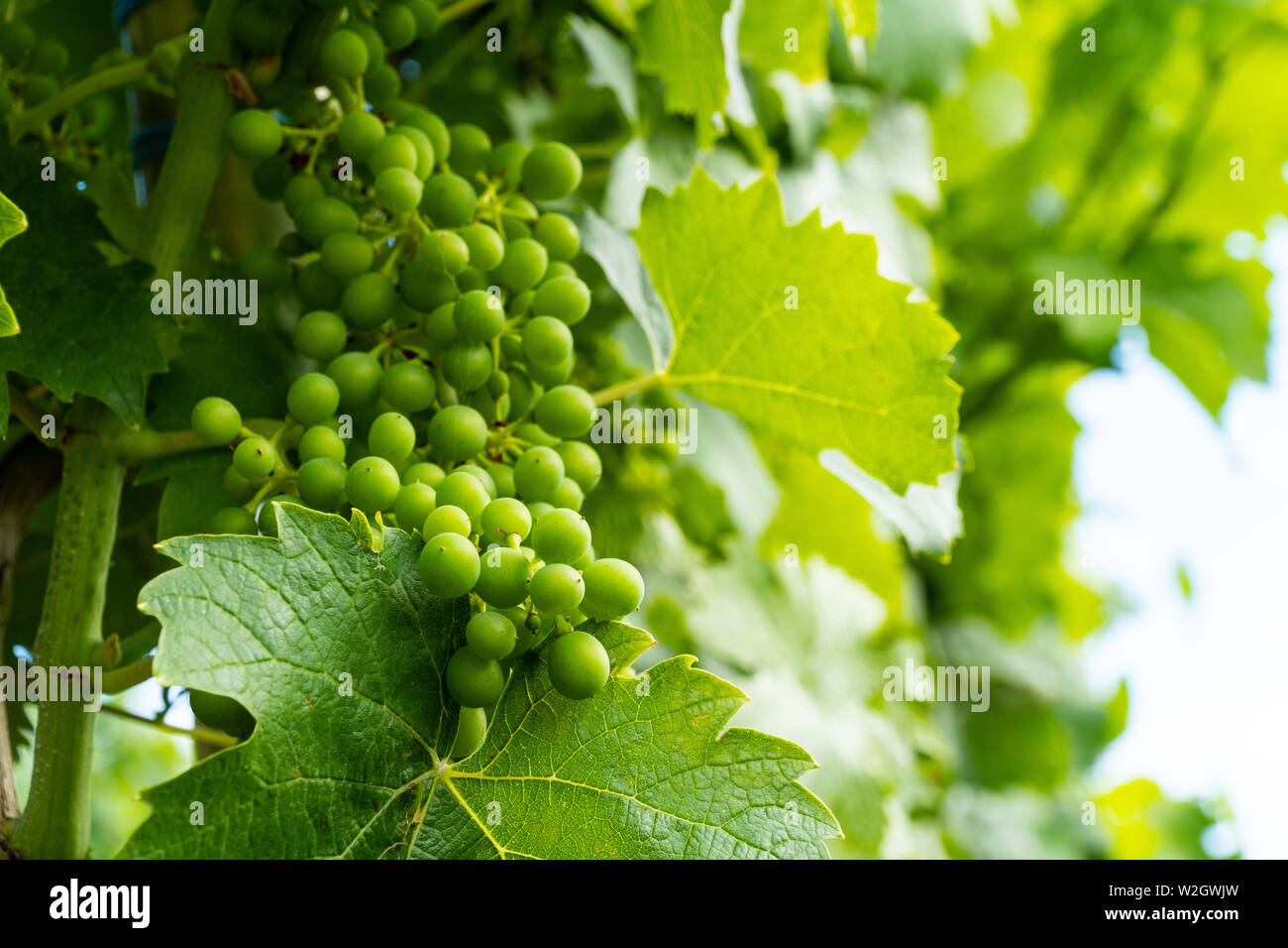 California green seedless grapes hi-res stock photography and images ...