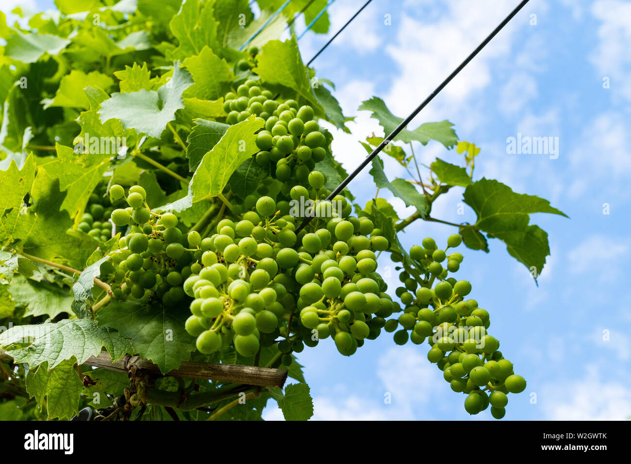 California green seedless grapes hi-res stock photography and images ...