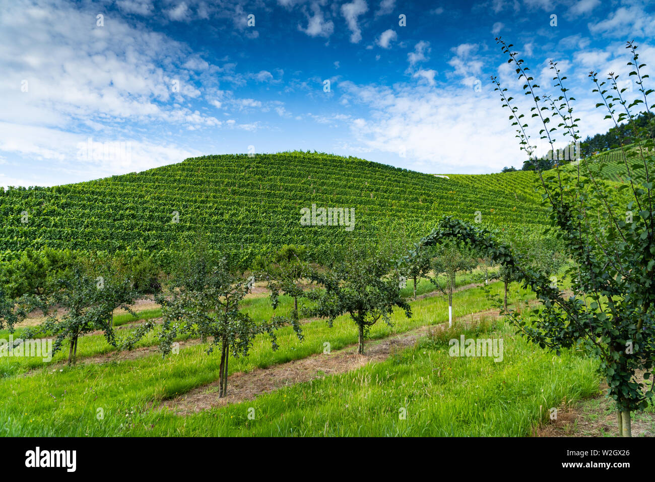 Fruit trees in front, a vineyard on a hill in the middle, the blue ...