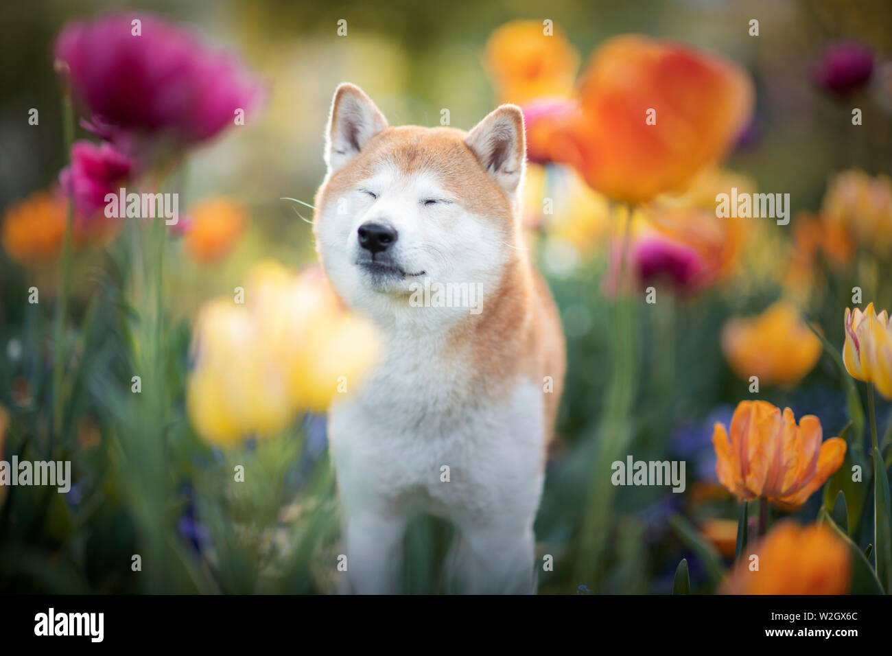 Shiba dog family hi-res stock photography and images - Alamy