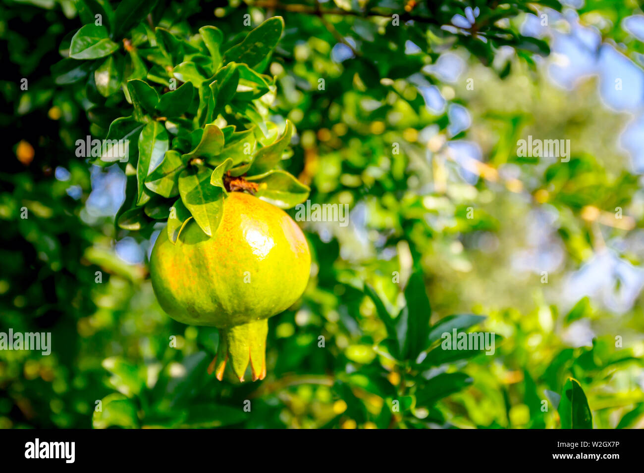 Pomegranate grove hi-res stock photography and images - Alamy