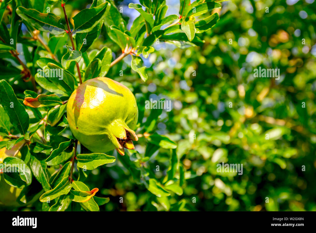 Pomegranate grove hi-res stock photography and images - Alamy