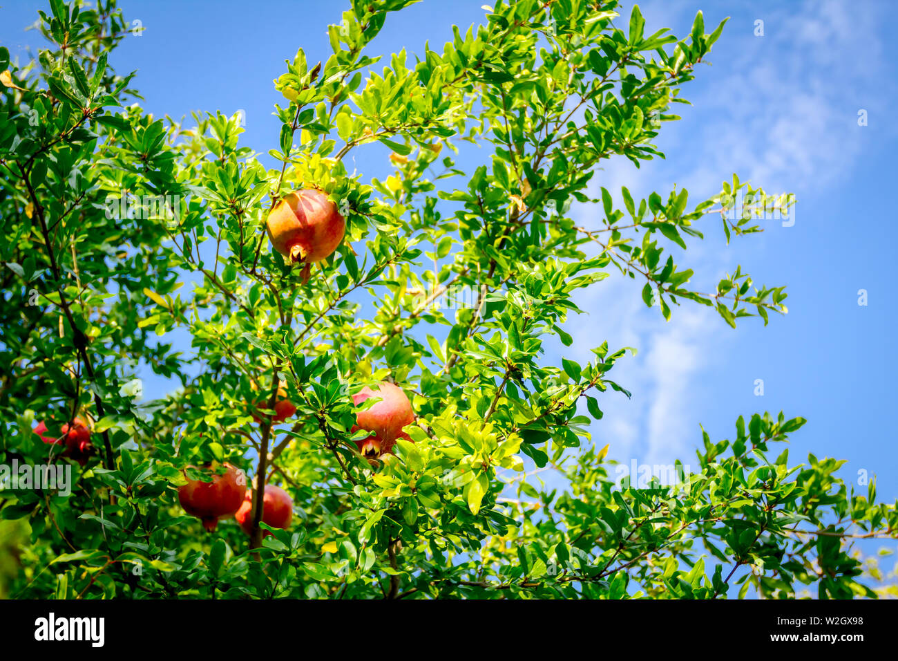 Pomegranate grove hi-res stock photography and images - Alamy