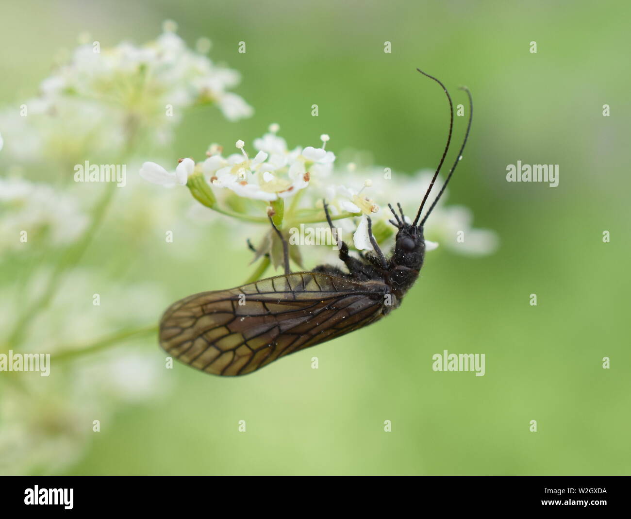 Sialis nigripes hi-res stock photography and images - Alamy