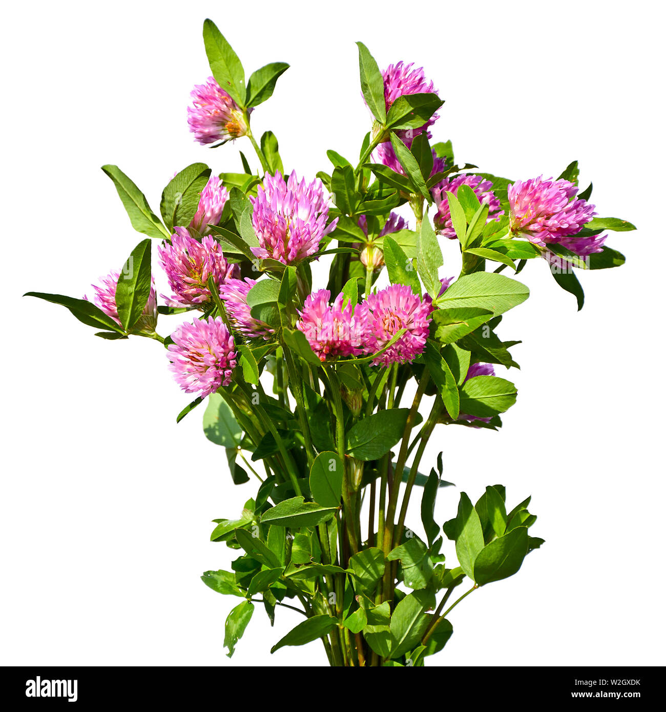 Isolated clump of flowers hi-res stock photography and images - Alamy