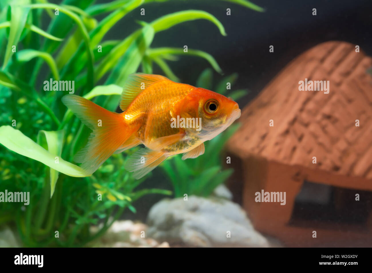 Gold fish or goldfish floating swimming underwater in fresh aquarium ...