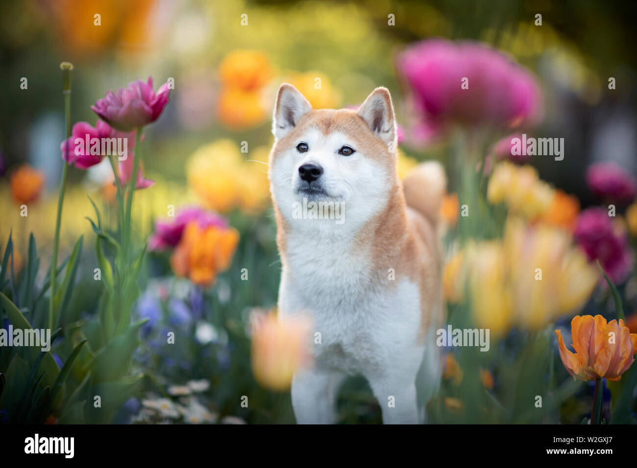 Shiba dog family hi-res stock photography and images - Alamy