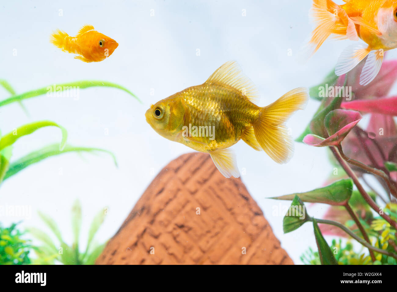 Gold fish or goldfish floating swimming underwater in fresh aquarium ...