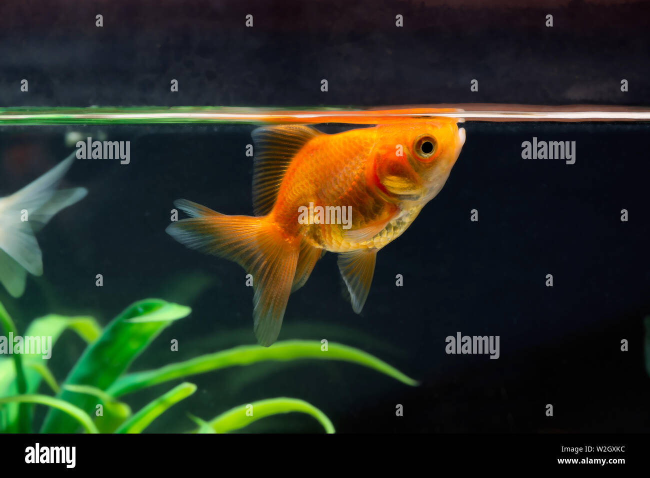 Gold fish or goldfish floating swimming underwater in fresh aquarium ...