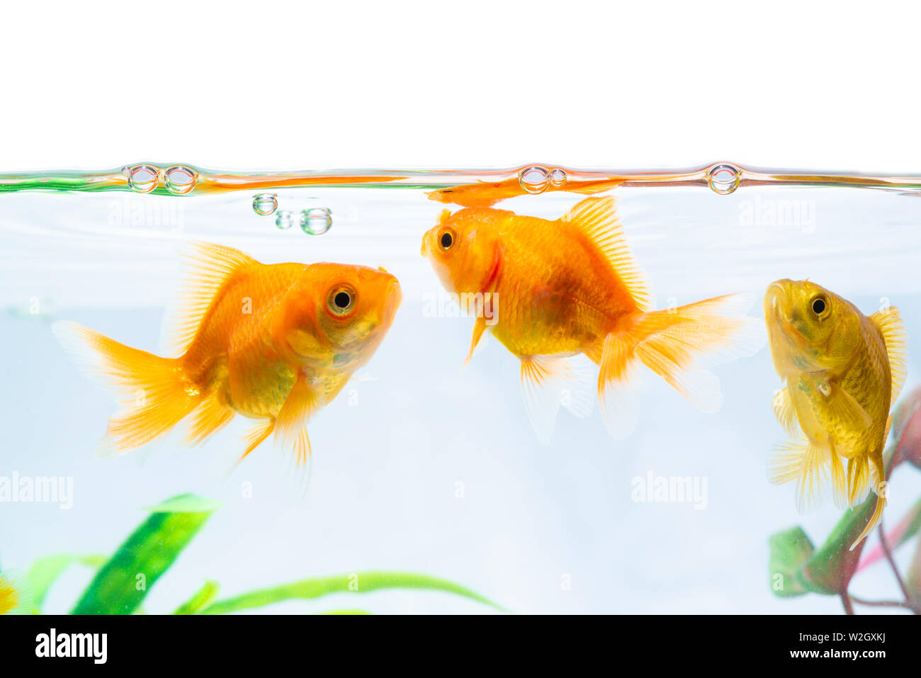Gold fish or goldfish floating swimming underwater in fresh aquarium ...