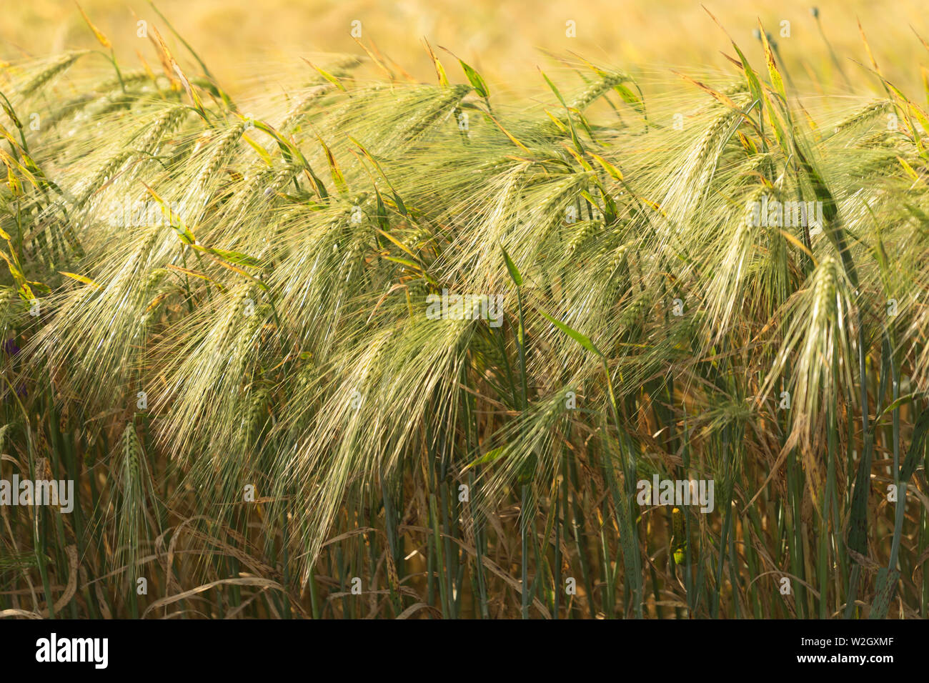 Golden ripe wheat field agricultural hi-res stock photography and ...