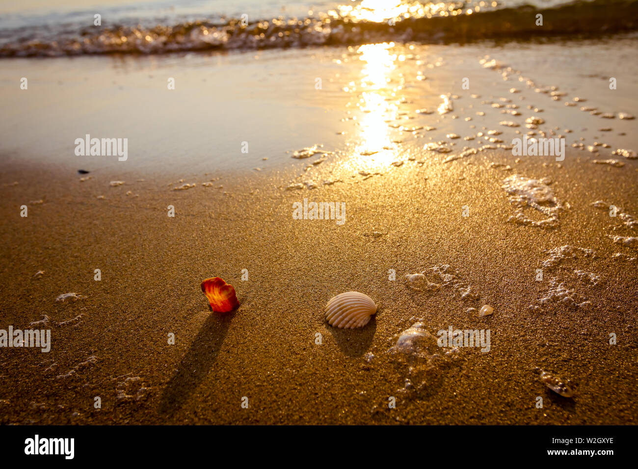 Foamy shell hi-res stock photography and images - Alamy