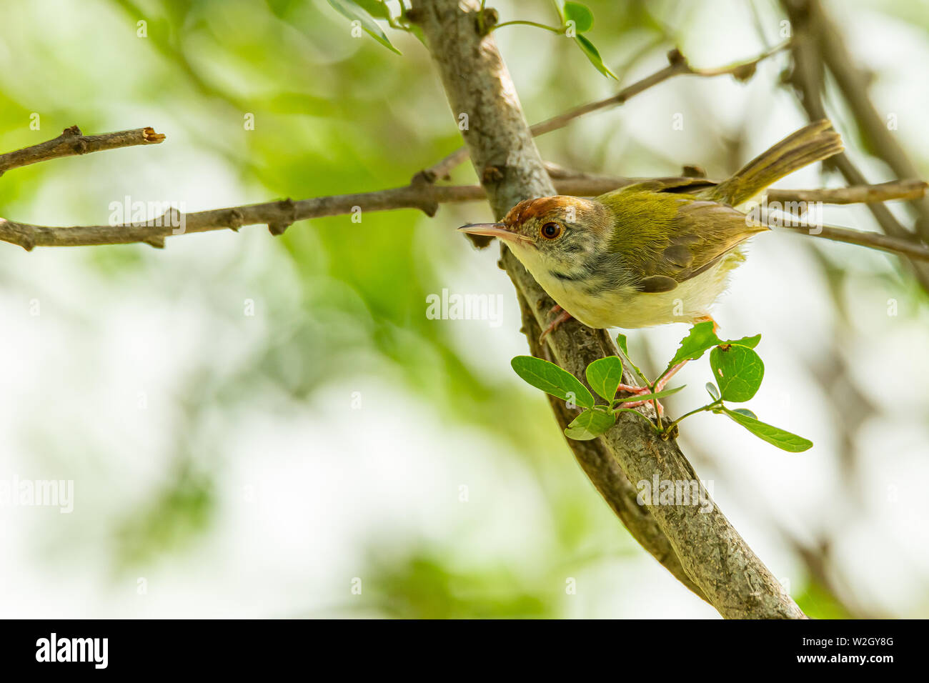 Common tailorbird female hi-res stock photography and images - Alamy