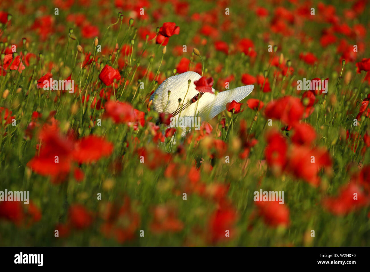 Girl in white hat on poppy field Stock Photo - Alamy