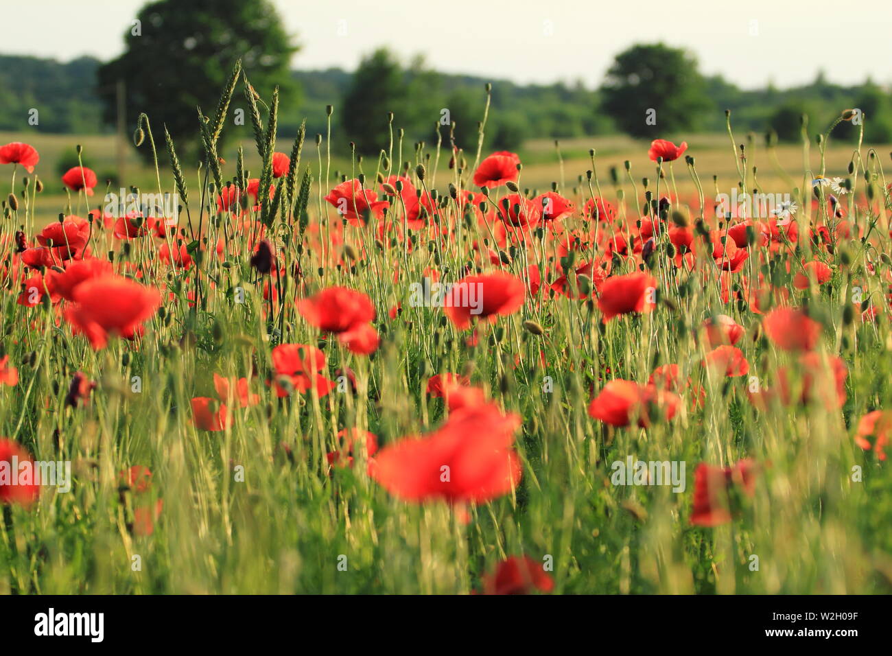 Field red poppy flowers in hi-res stock photography and images - Alamy