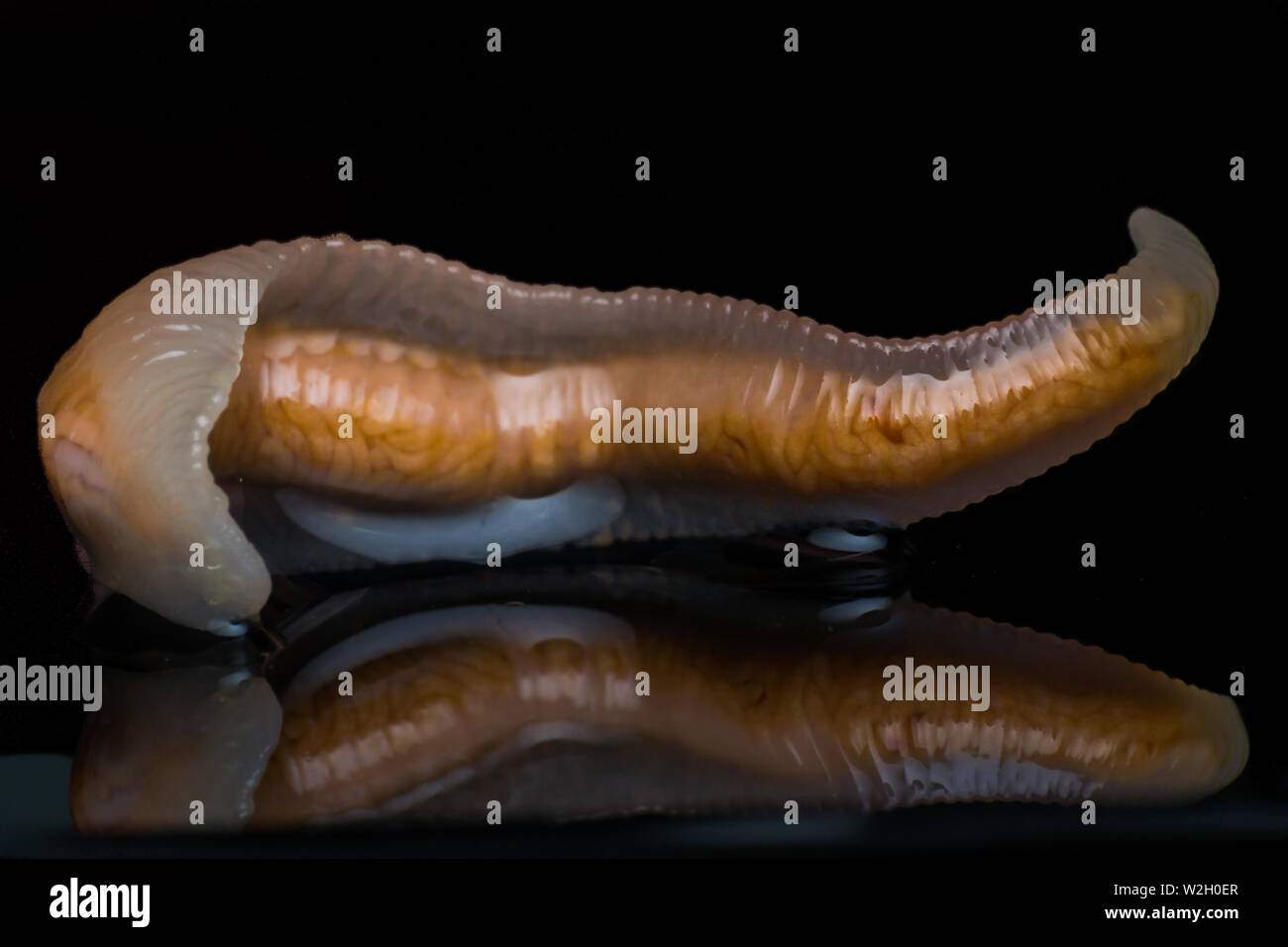 Linguatula serrata hi-res stock photography and images - Alamy