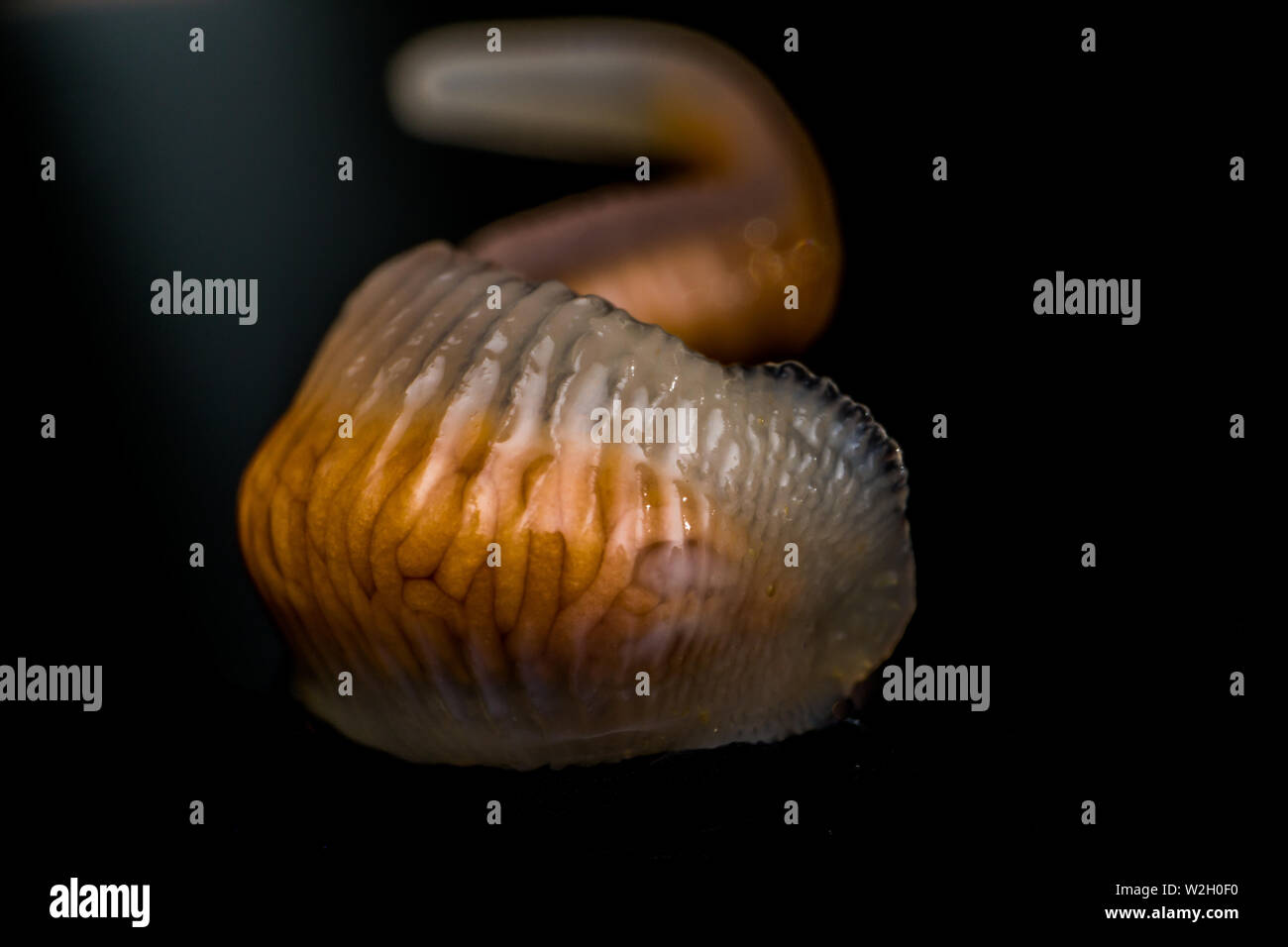Worm tongue hi-res stock photography and images - Alamy