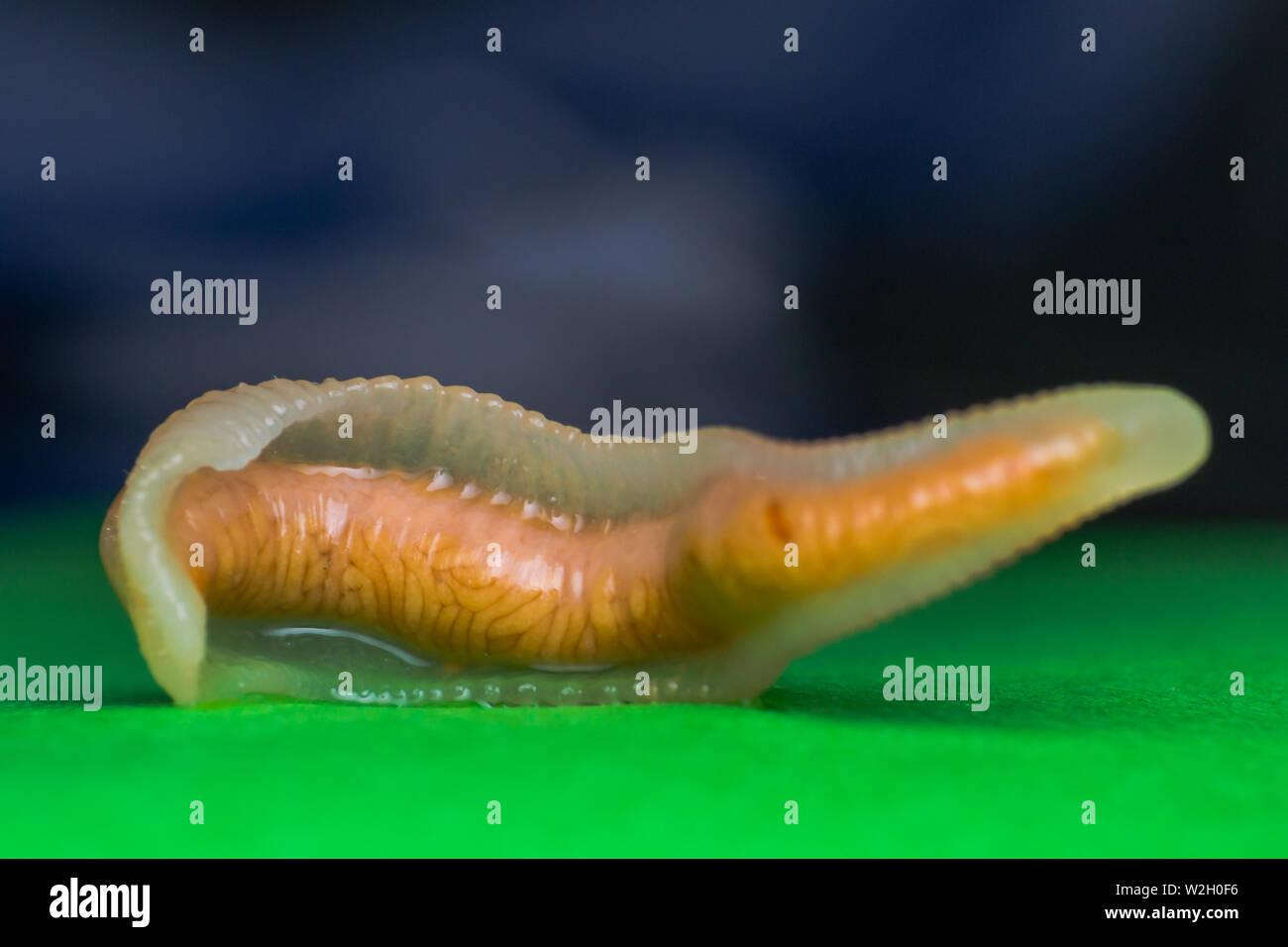 Worm tongue hi-res stock photography and images - Alamy