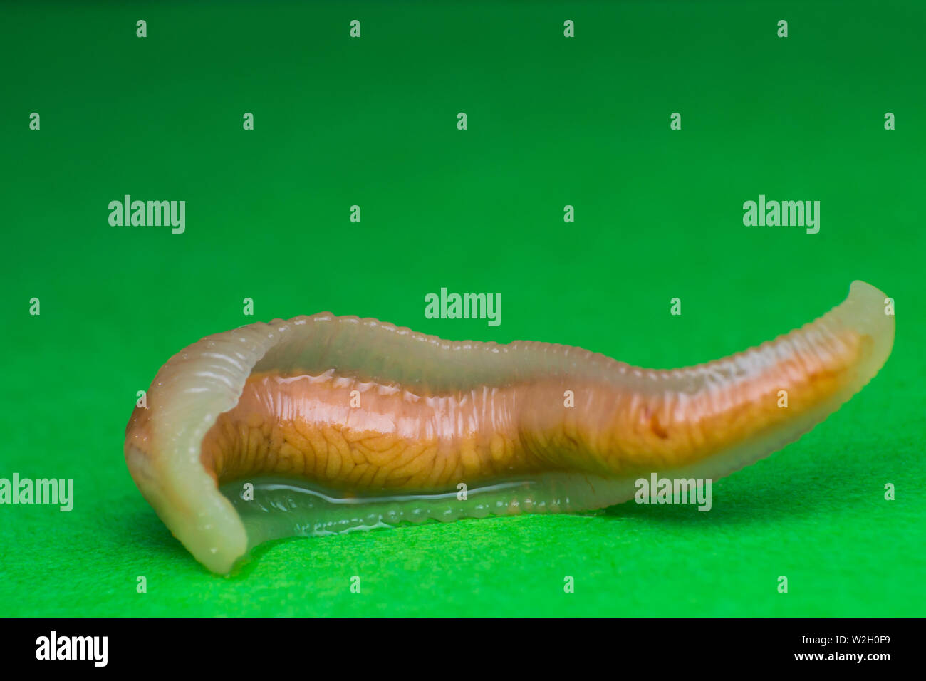 Close-up photo of Linguatula serrata or Tongue worm Stock Photo - Alamy
