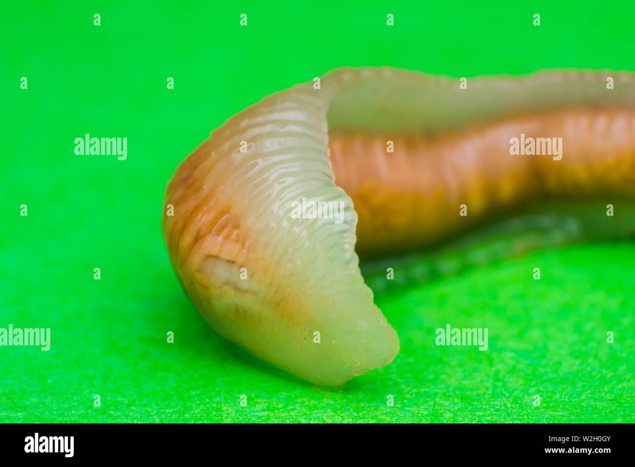 Close-up photo of Linguatula serrata or Tongue worm Stock Photo - Alamy
