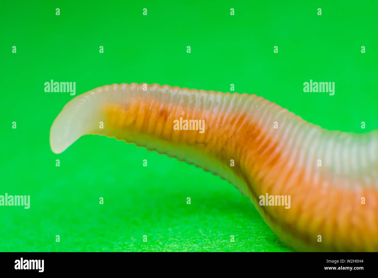 Worm Tongue High Resolution Stock Photography and Images - Alamy