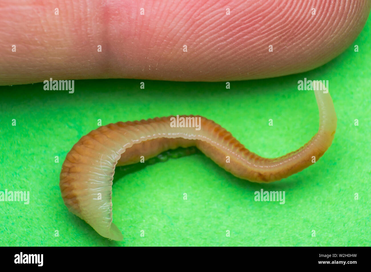 Worm Tongue High Resolution Stock Photography and Images - Alamy