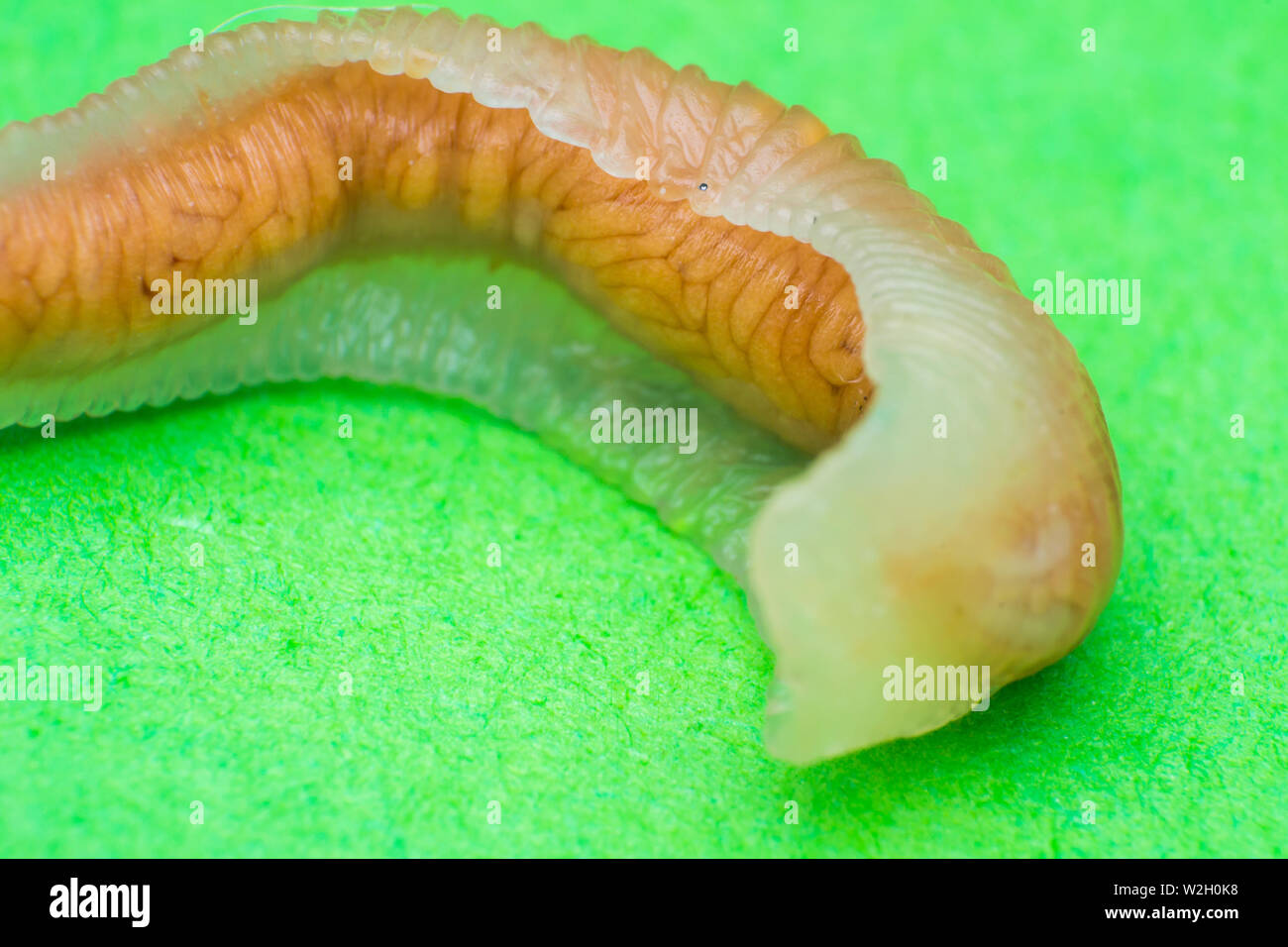 Close-up photo of Linguatula serrata or Tongue worm Stock Photo - Alamy