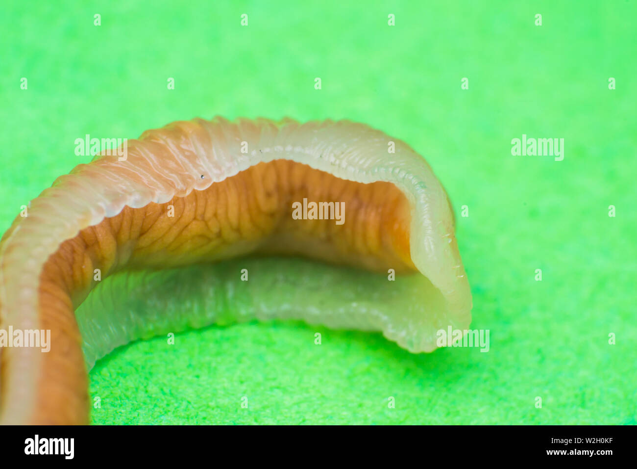 Close-up photo of Linguatula serrata or Tongue worm Stock Photo - Alamy