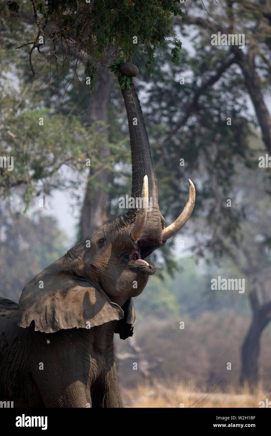 Elephant reaching up tree hi-res stock photography and images - Alamy