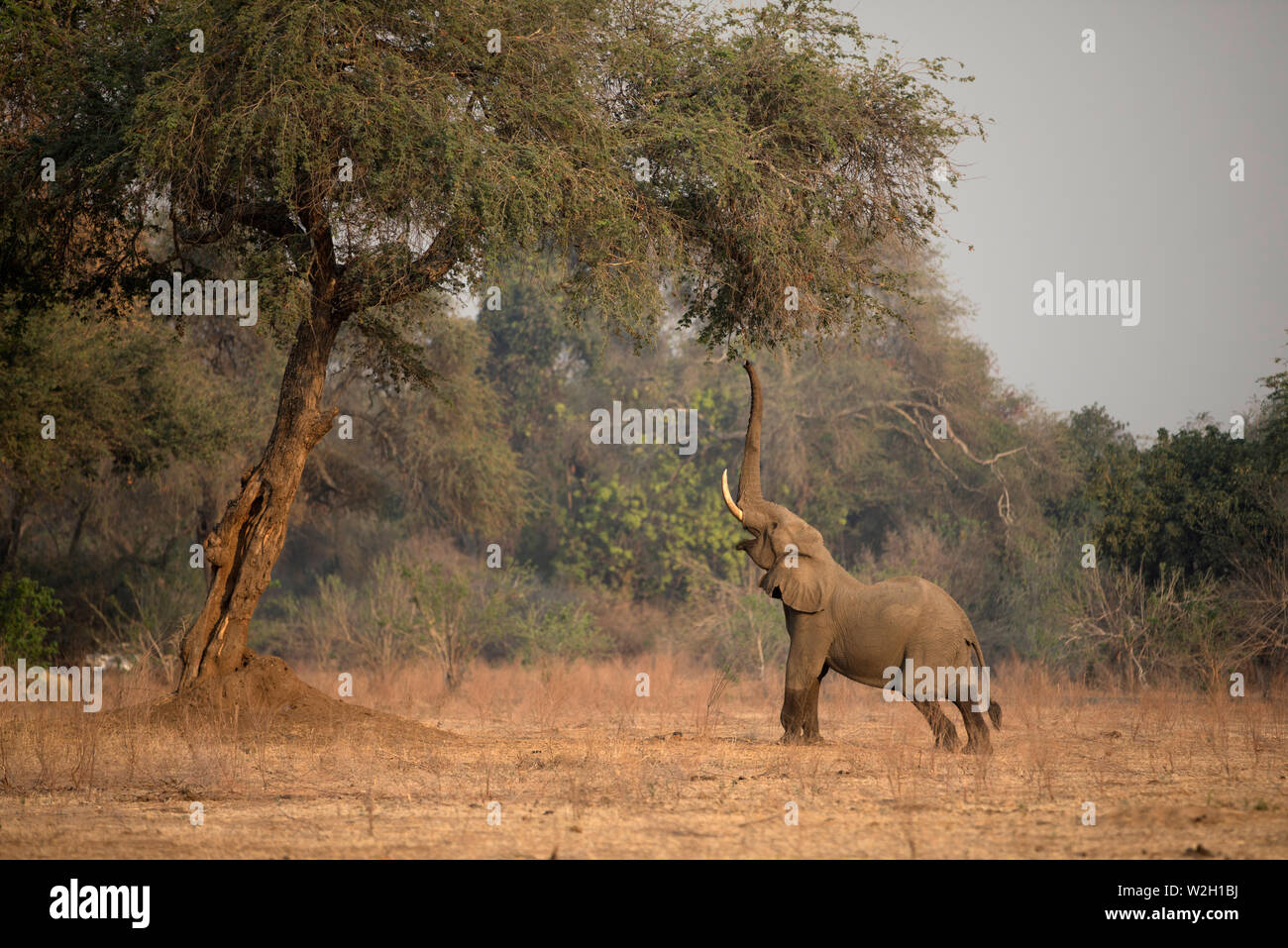 Elephant Reaching Up Tree High Resolution Stock Photography and Images ...