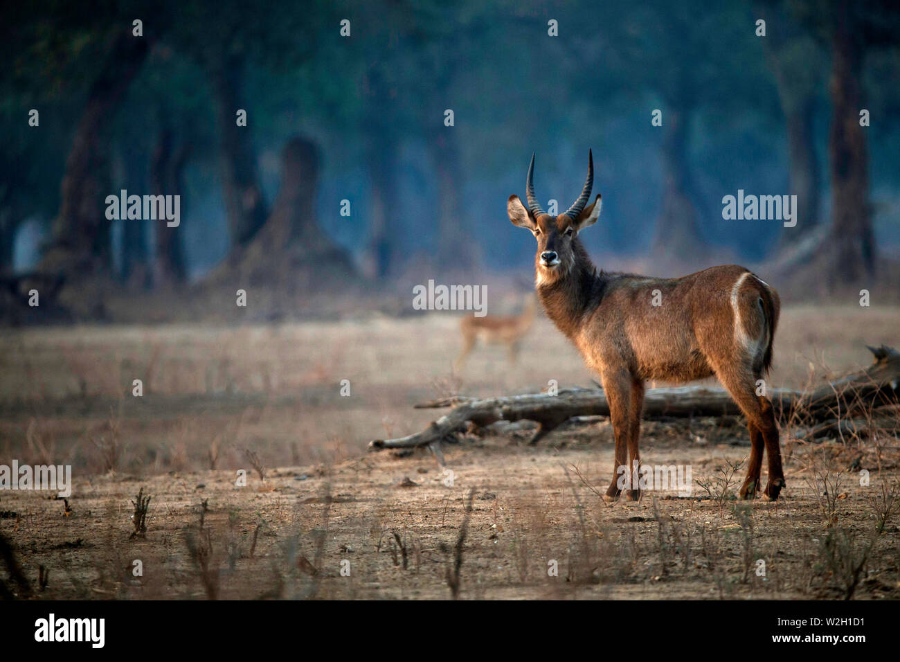 Impala mana pools zimbabwe hi-res stock photography and images - Alamy