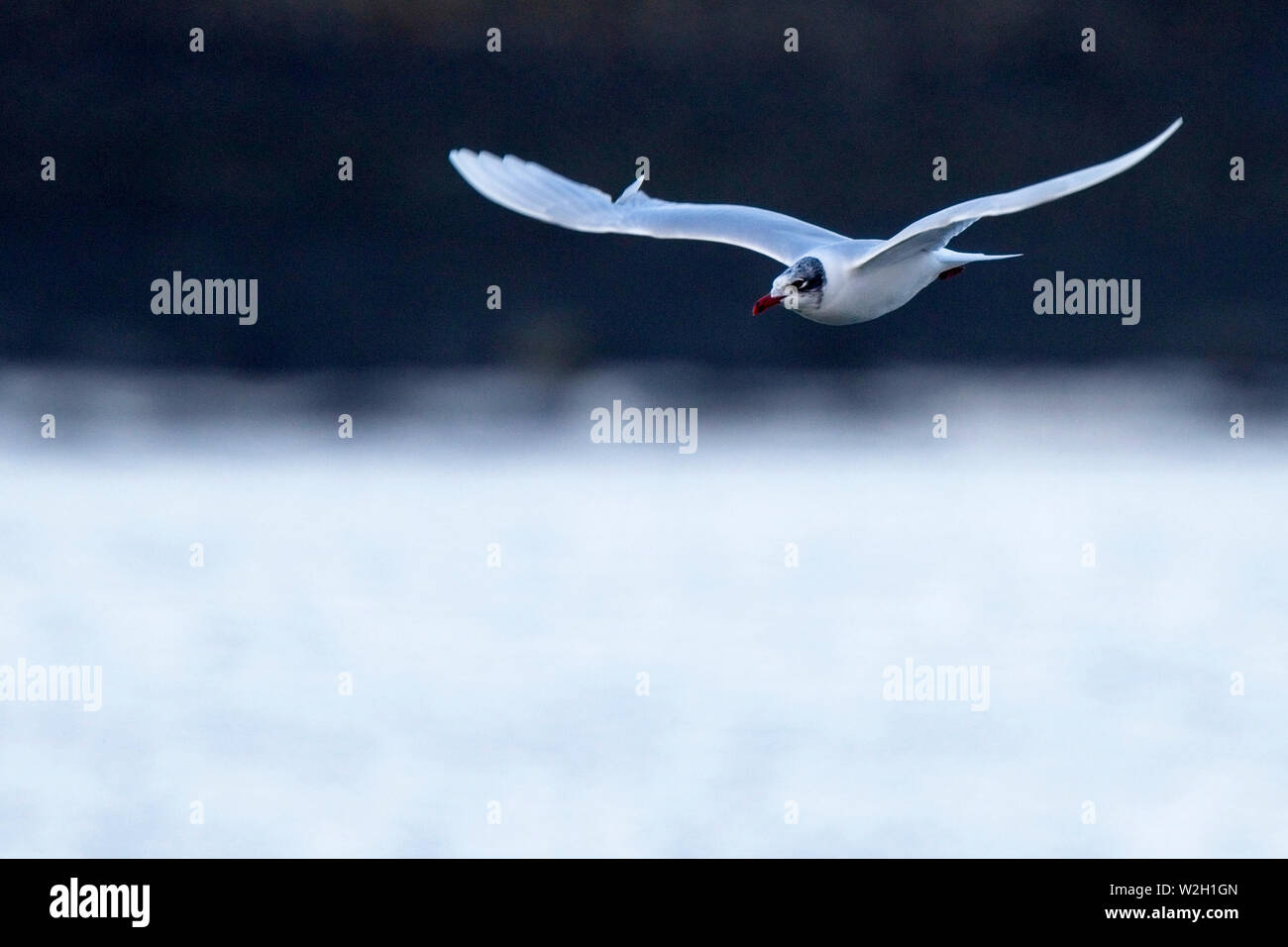 Mediterranean Gull (Ichthyaetus melanocephalus), adult in flight ...