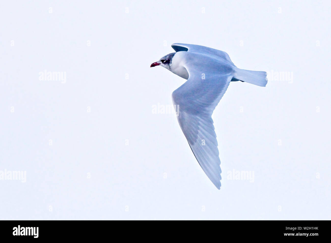 Mediterranean Gull (Ichthyaetus melanocephalus), adult in flight ...