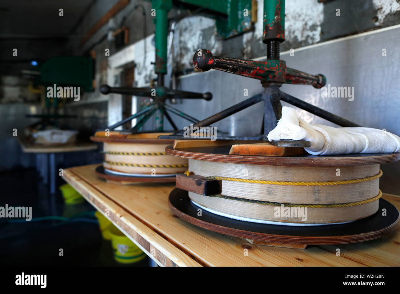 French Alps. Artisanal Beaufort cheese factory. The milk used comes ...