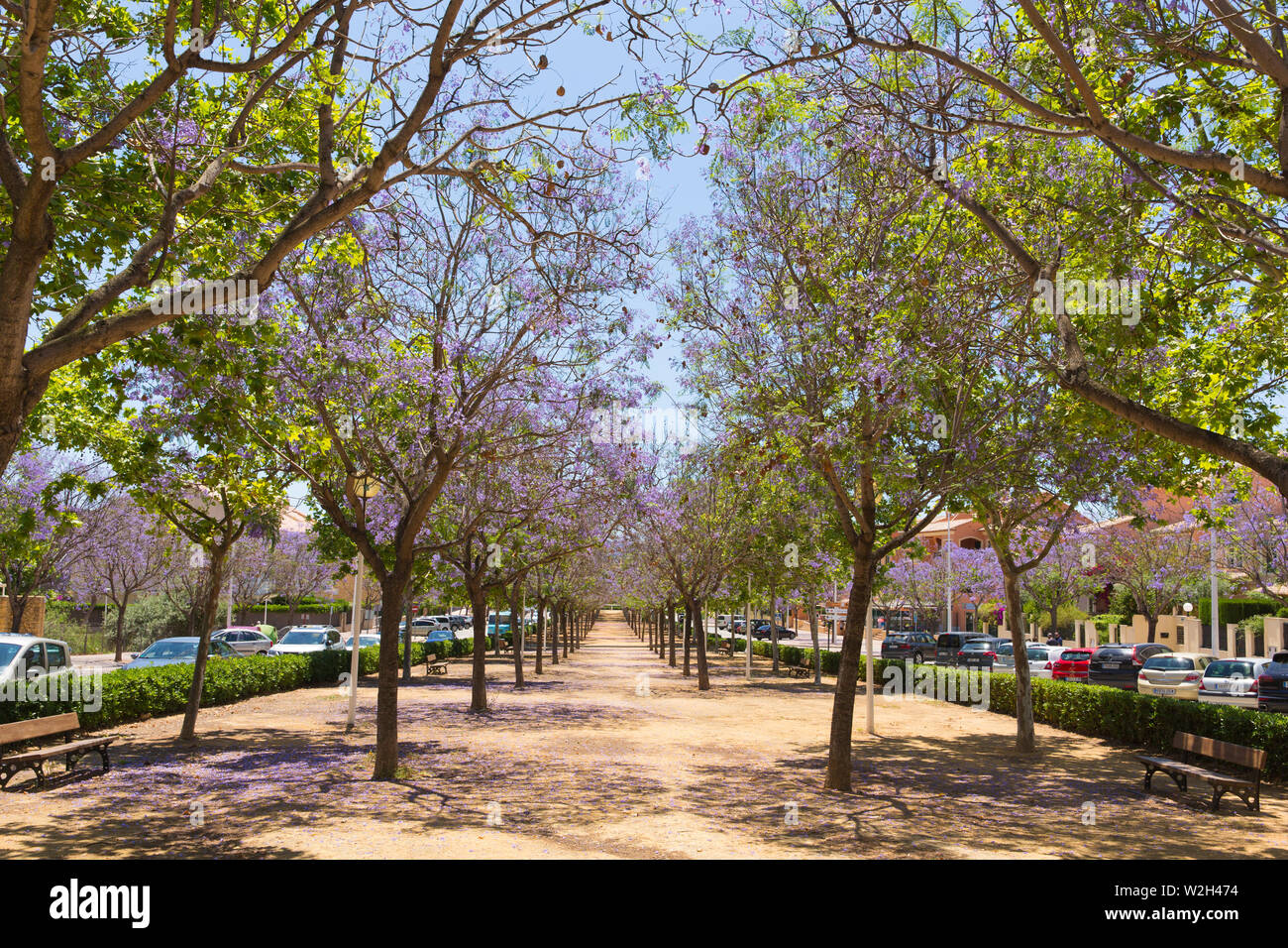 Xabia Spain street view of beautiful trees and blossom in the historic ...