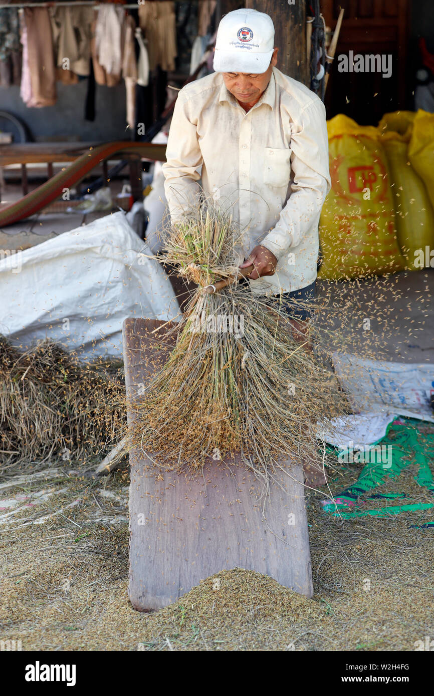 Farmer husking rice crop. Kep. Cambodia Stock Photo - Alamy
