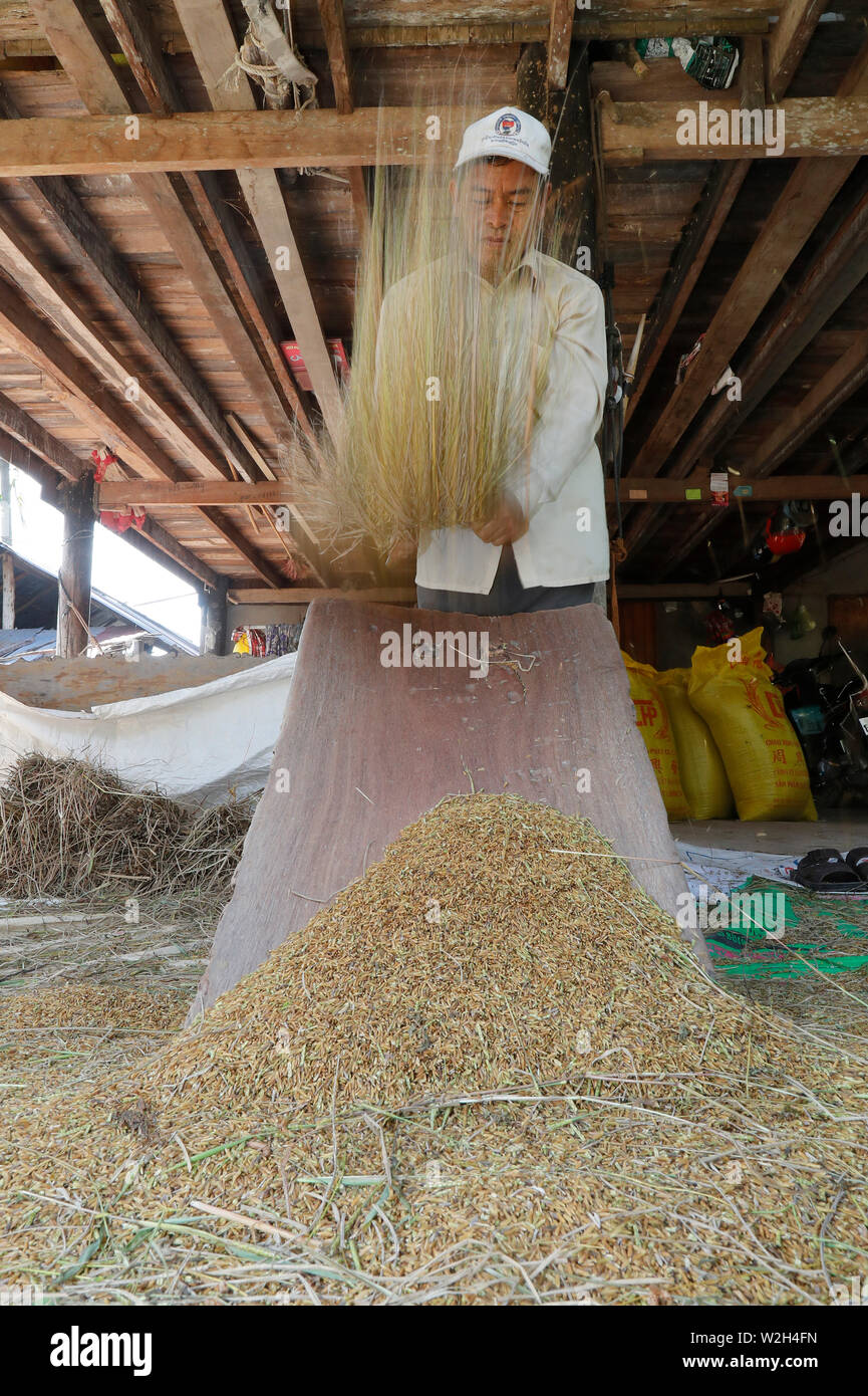 Farmer husking rice crop. Kep. Cambodia Stock Photo - Alamy